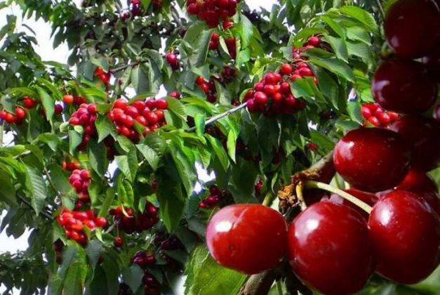 Ceai din Cozi de Cirese - 7 Beneficii de care nu Stiai