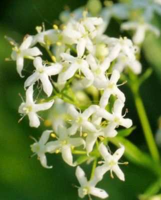 Totul despre Ceai de Sanziene, Planta si Sarbatoarea Dragaica